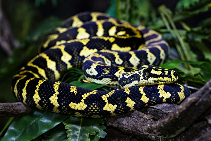 Top 5 Factors That Determine Jungle Carpet Python Lifespan